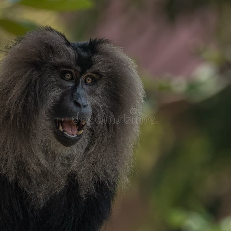 A Lion Head Monkey with Open Mouth Stock Photo - Image of adorable ...