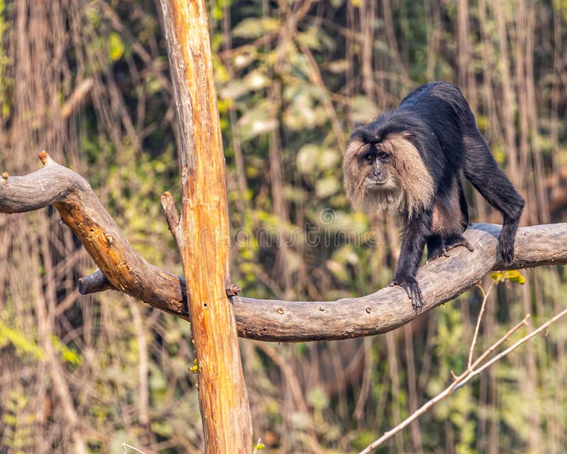 179 Lion Monkey Tail Tree Stock Photos - Free & Royalty-Free Stock ...