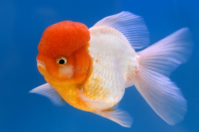 5+ Lion head oranda goldfish Free Stock Photos - StockFreeImages