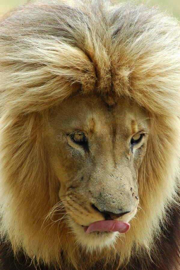 Lion head portrait stock image. Image of animals, beast - 1450343