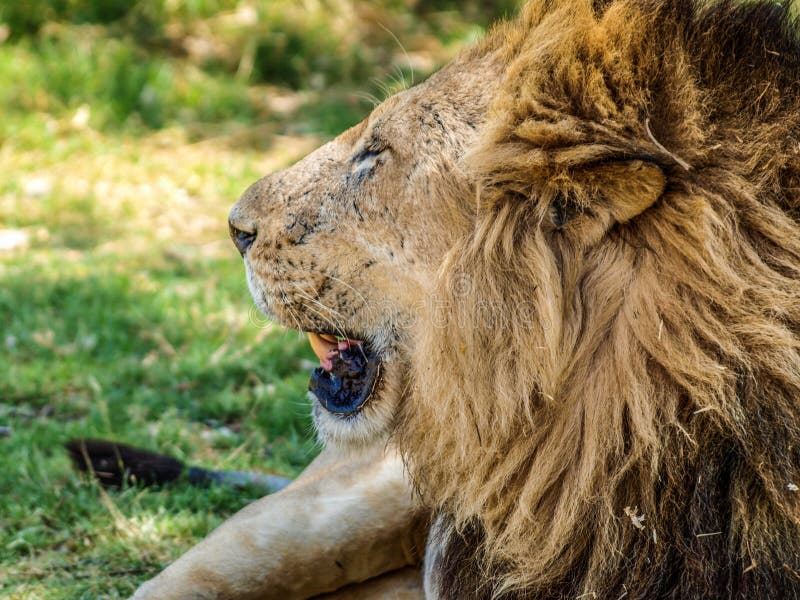 Lion head profile stock image. Image of nature, male - 37983677