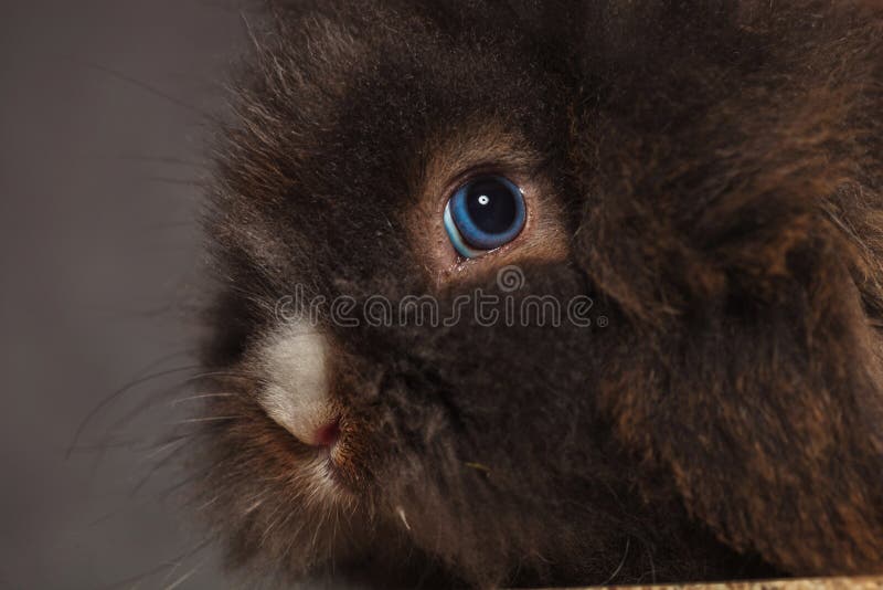 Lion Head Rabbit Bunny Against Grey Studio Background. Stock Photo ...