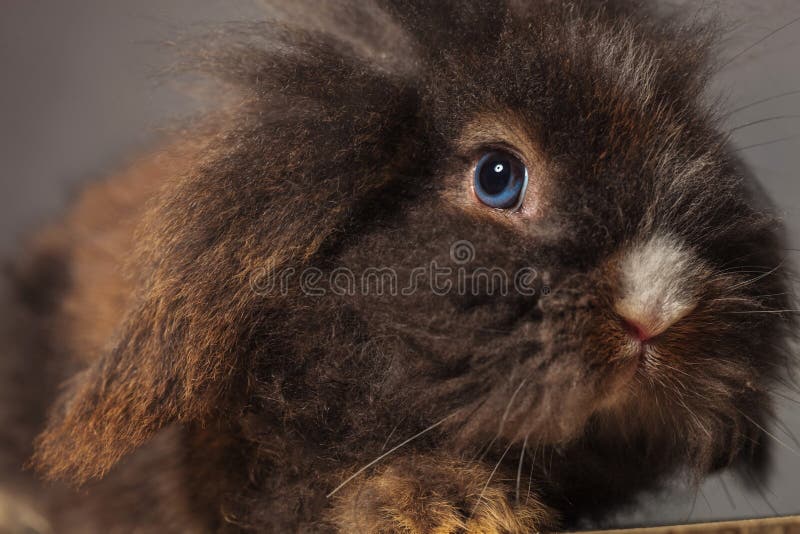 Lion Head Rabbit Bunny on Grey Background. Stock Photo - Image of ...