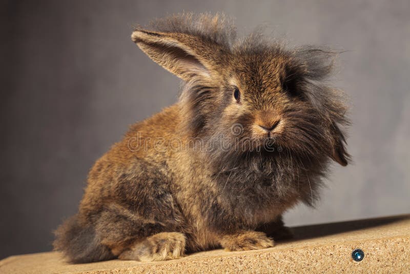 Lion Head Rabbit Bunny Looking at the Camera Stock Photo - Image of ...
