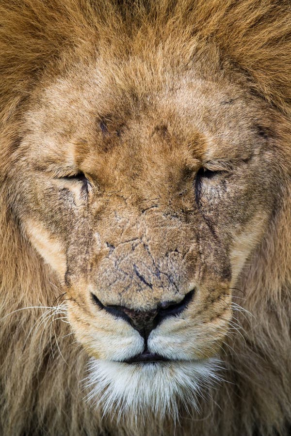 Lion headshot stock image. Image of looking, feline, closeup - 33165257