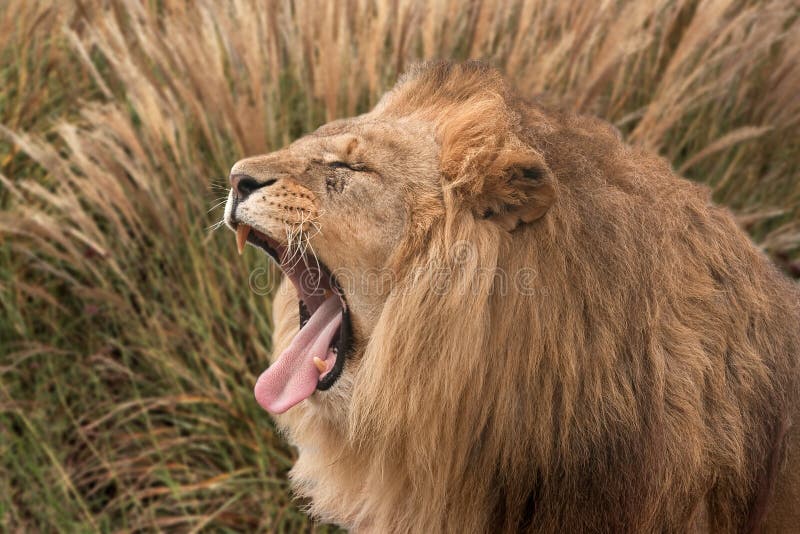 Lion hiding & roaring stock image. Image of head - 18333929