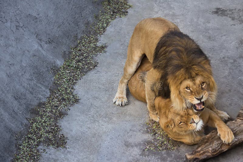 Lions cuddling stock image. Image of cuddling, mammal - 1302529