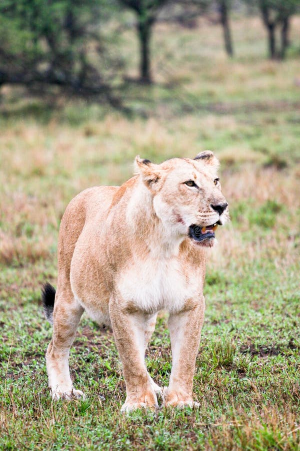 Lion hunting stock photo. Image of nature, lion, vacation - 4771448