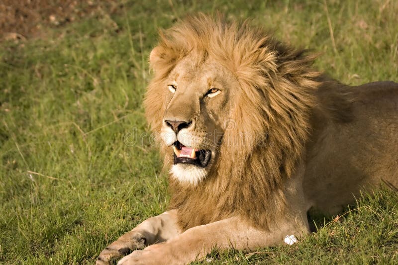 Lion fou image stock. Image du félin, nature, regard, carnassier - 370645
