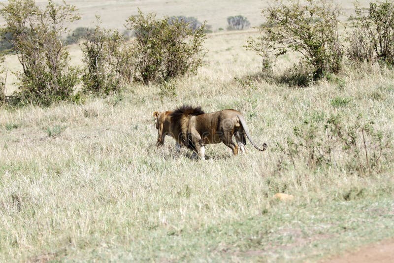 A lion with its mate stock image. Image of lioness, savanna - 38002673