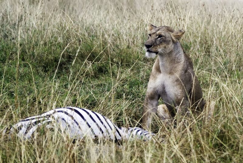 1,500+ Kill Free Stock Photos - StockFreeImages