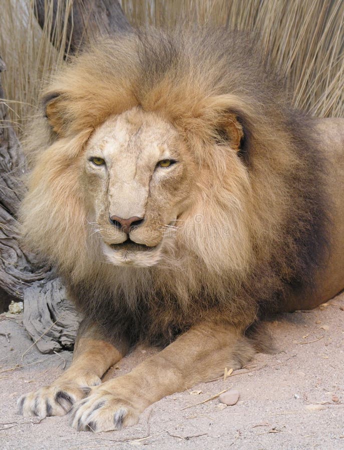 Raccoon Peeking stock photo. Image of eyes, smelling, whiskers - 561052