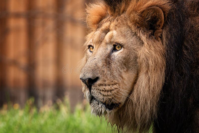 Lion king of animal stock photo. Image of kenya, black - 135729540