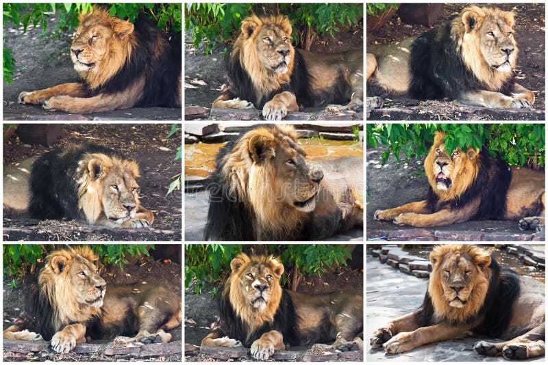African Lion Collage Set stock image. Image of summer - 23845455