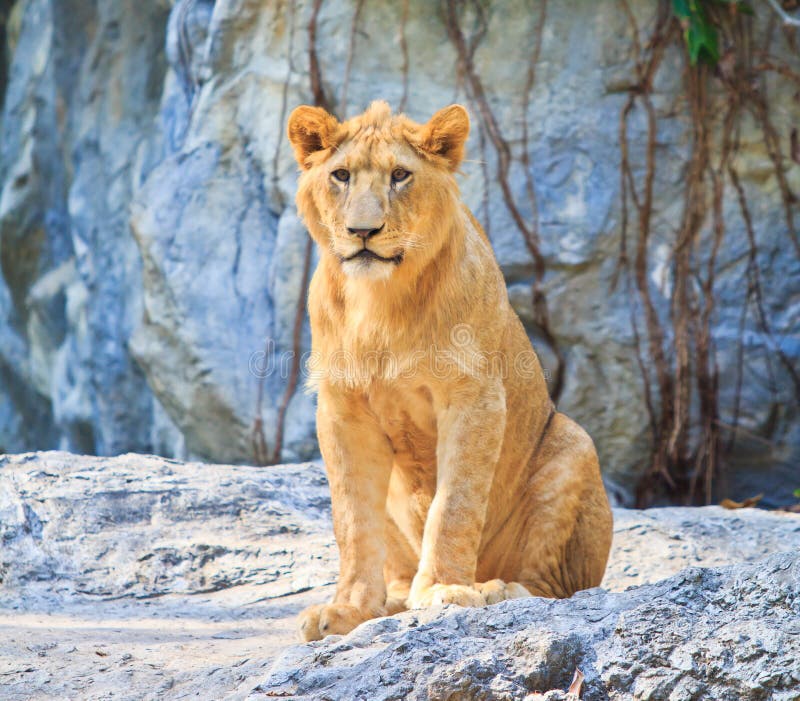 Lion stock photo. Image of mane, conservation, lion, majestic - 34727752