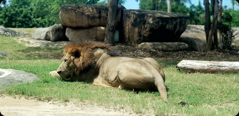 A Lion King Relaxing at the Bali Zoo Stock Photo - Image of lion, bali ...