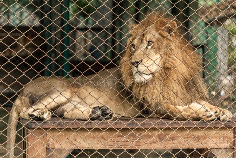 A lion in the large cage. stock image. Image of animal - 92592203