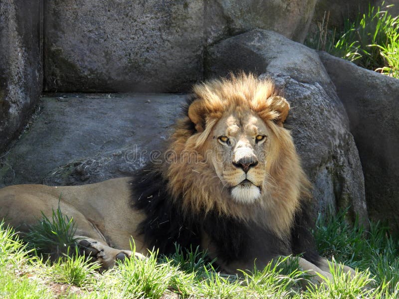 Male Lion Resting in NYS Zoo in Springtime Stock Photo - Image of lions ...