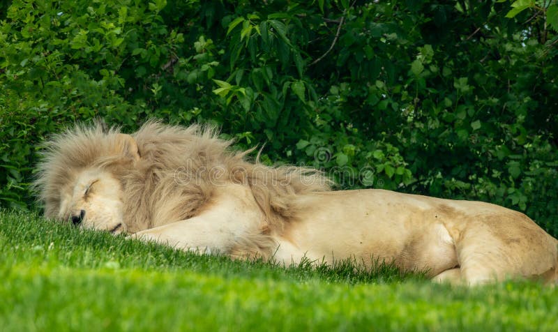 Lion Laying in the Grass Sleeping, Mane Stock Photo - Image of grass ...