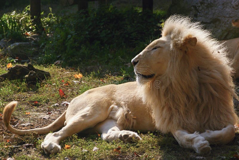Lion laying stock photo. Image of africa, king, wild - 36414012