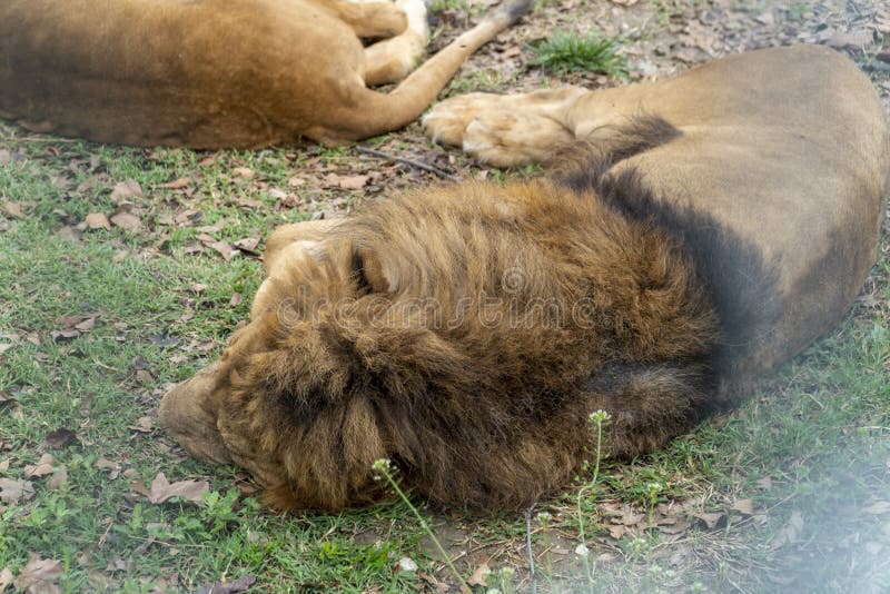 Lion laying on the ground stock image. Image of wildlife - 145760933