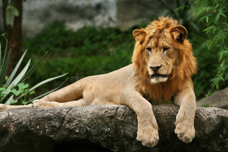 Lion laying on a rock stock image. Image of ledge, large - 23630103