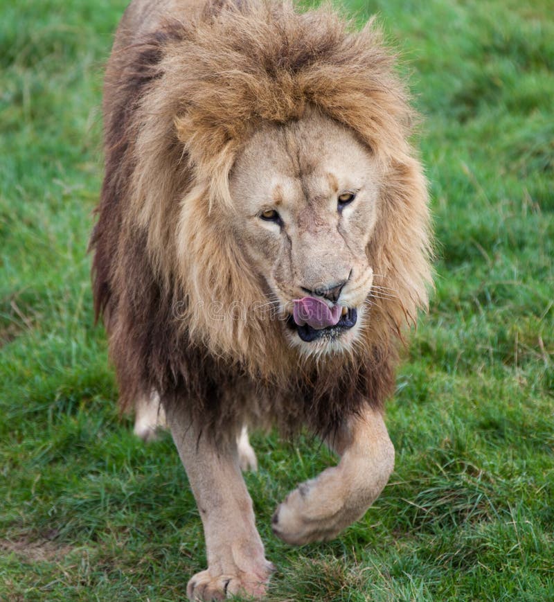 Lion licking lips stock image. Image of muzzle, lion - 27547653