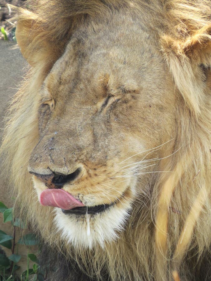 Lion stock photo. Image of lion, licking, nose, tongue - 47960470