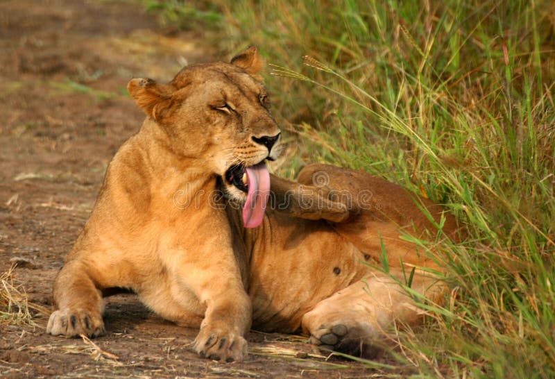 Lion Licking Or Scratching Stock Image Image Of Plain Tongue 3775