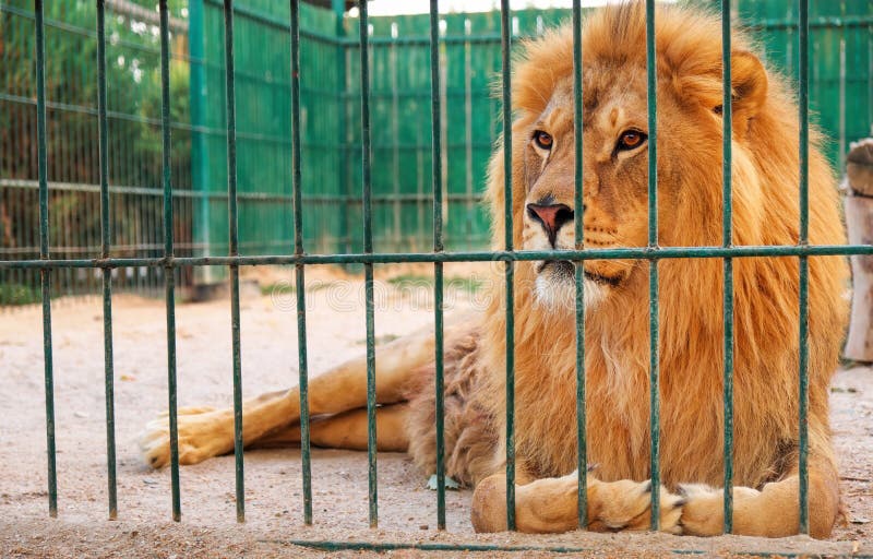 2,063 Lion Cage Stock Photos - Free & Royalty-Free Stock Photos from ...