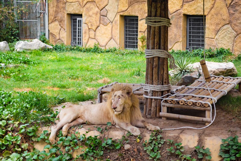 The Lion Lies on a Large Stone in the Zoo Under a Canopy Stock Image ...