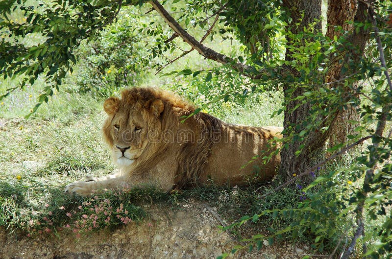 Lion lie under the tree stock photo. Image of predator - 28280958