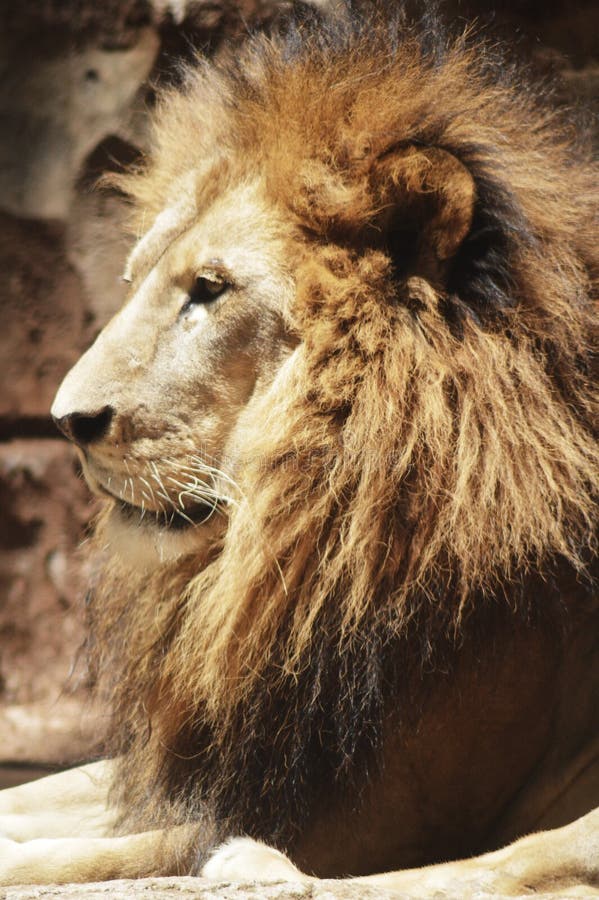 Lion stock image. Image of animal, closeup, step, head - 126221137