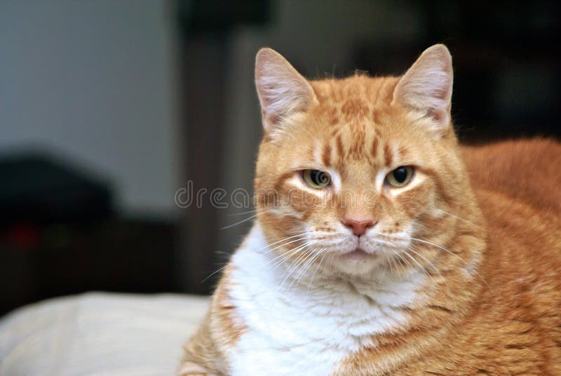 Lion like cat stock photo. Image of looking, striped - 13172184