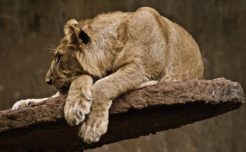 Lion s Perch stock image. Image of animal, exotic, natural - 10451797