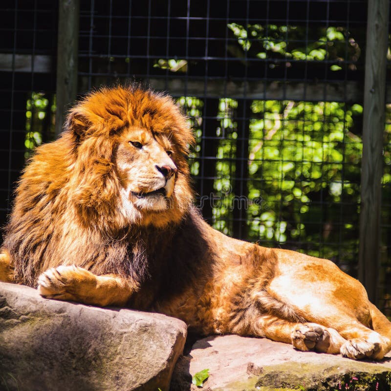 Lion stock photo. Image of rock, fierce, majestic, mane - 111611006