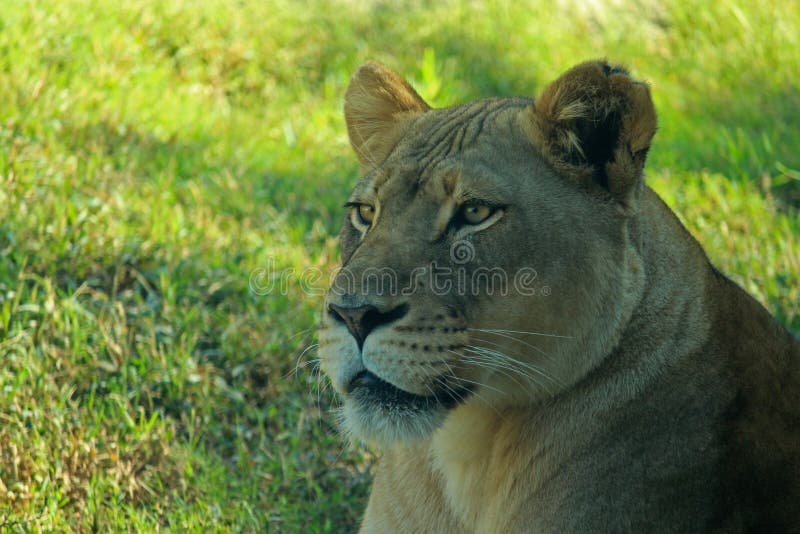 Lion stock photo. Image of laying, animal, teeth, intently - 69116552