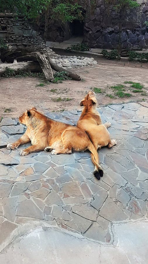 Tails Intertwined Stock Photos - Free & Royalty-Free Stock Photos from ...