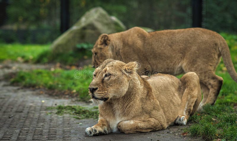 The Lion and Lioness are Playing Rolling Around on the Grass Stock ...