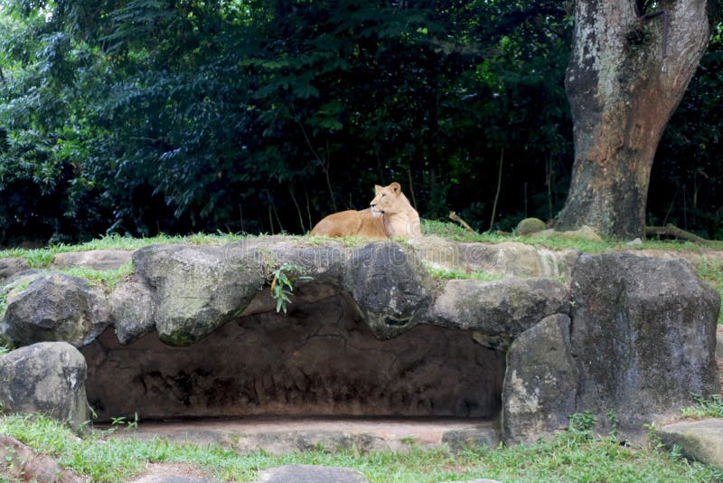 Lion and Lioness is Sitting Stock Photo - Image of feline, natural ...