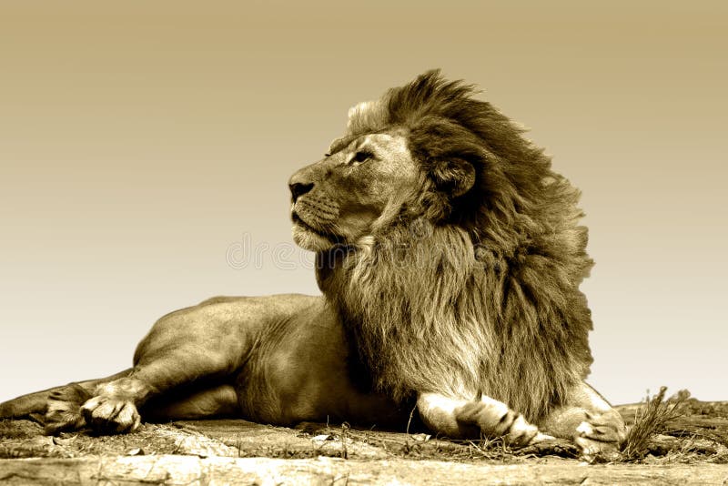 Lion stock photo. Image of adult, feline, dangerous, black - 43259382