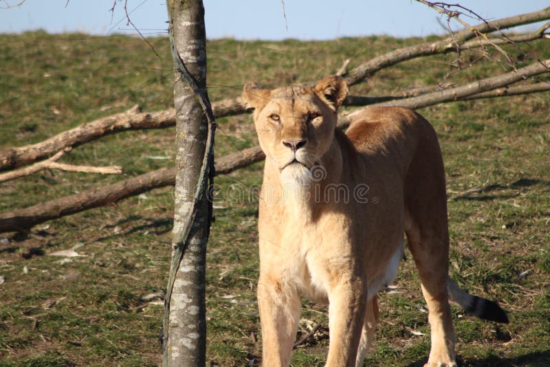 Lion stock image. Image of netherlands, lions, holland - 86291195