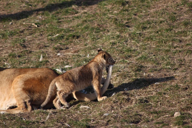 Lion stock photo. Image of netherlands, holland, wildlife - 86291234