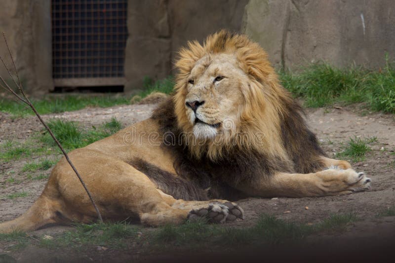 Lion at London zoo stock photo. Image of lovely, lying - 95077812