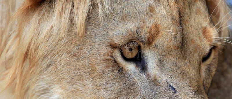Lion look stock image. Image of eyes, carnivorous, hair - 26843129