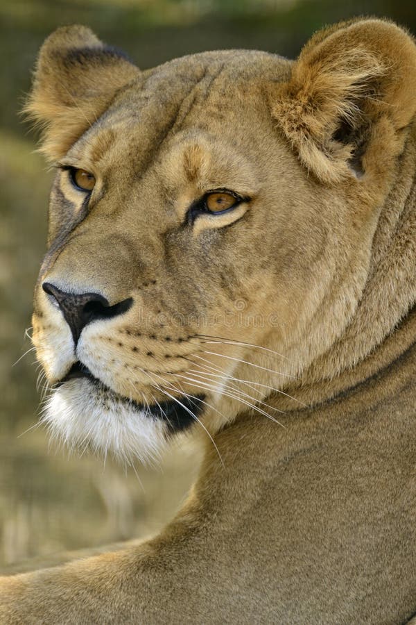 Lion look stock photo. Image of girl, looks, lion, black - 40095006