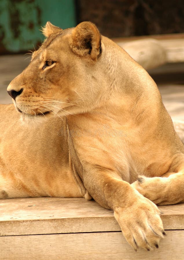 Lion looking behind stock image. Image of exemplar, leader - 191611