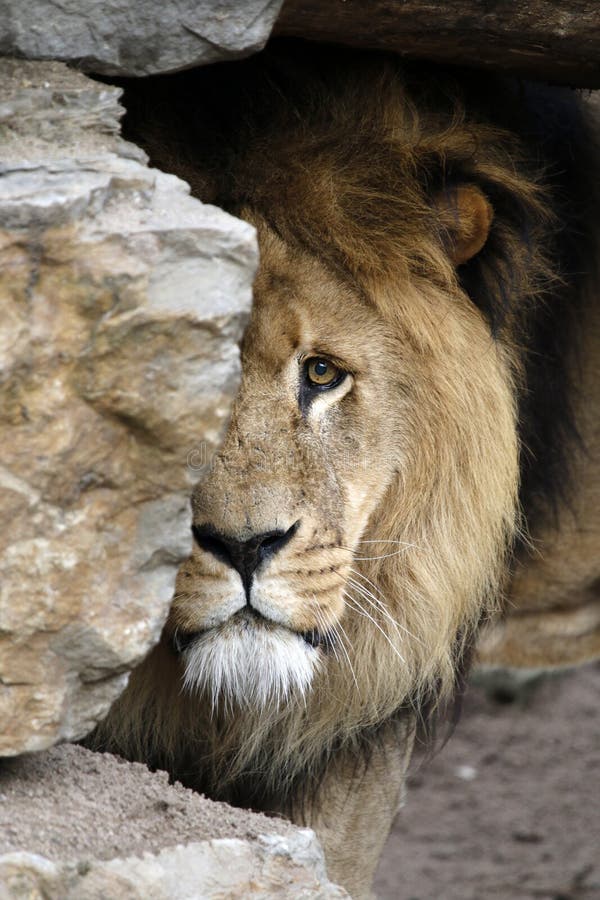 26+ Lion behind Free Stock Photos - StockFreeImages