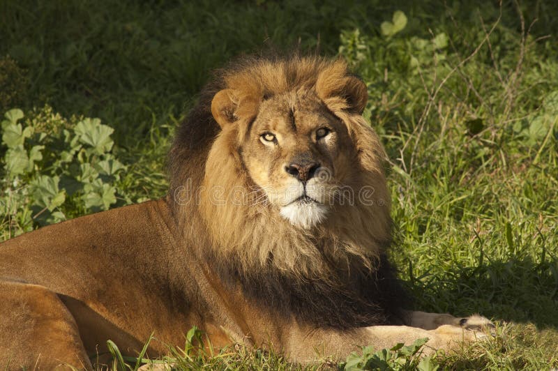 Lion looking at the camera stock photo. Image of lioness - 18232674