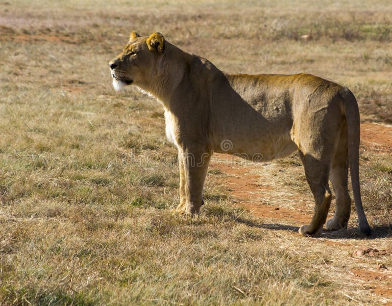 Lion Looking for Food in Plains Stock Image - Image of nature, life ...